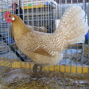The Poultry Palette: Exploring Breeds of chickens - Star Milling Co.