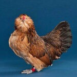 Complete List of Chicken Breeds - Pictures included!