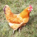 Complete List of Chicken Breeds - Pictures included!