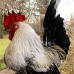 Complete List of Chicken Breeds - Pictures included!