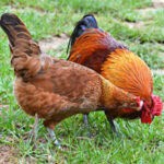 Complete List of Chicken Breeds - Pictures included!