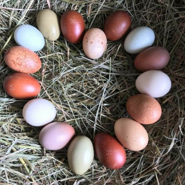 The Secret to Colorful Chicken Eggs | Star Milling Co