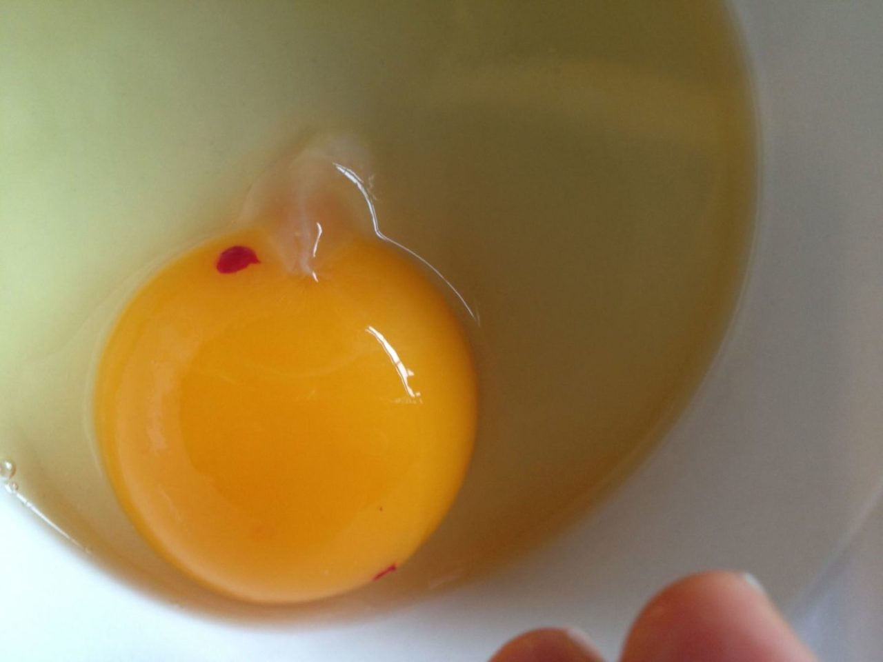 Are Eggs with Blood Spots Safe to Eat? Chicken FAQs