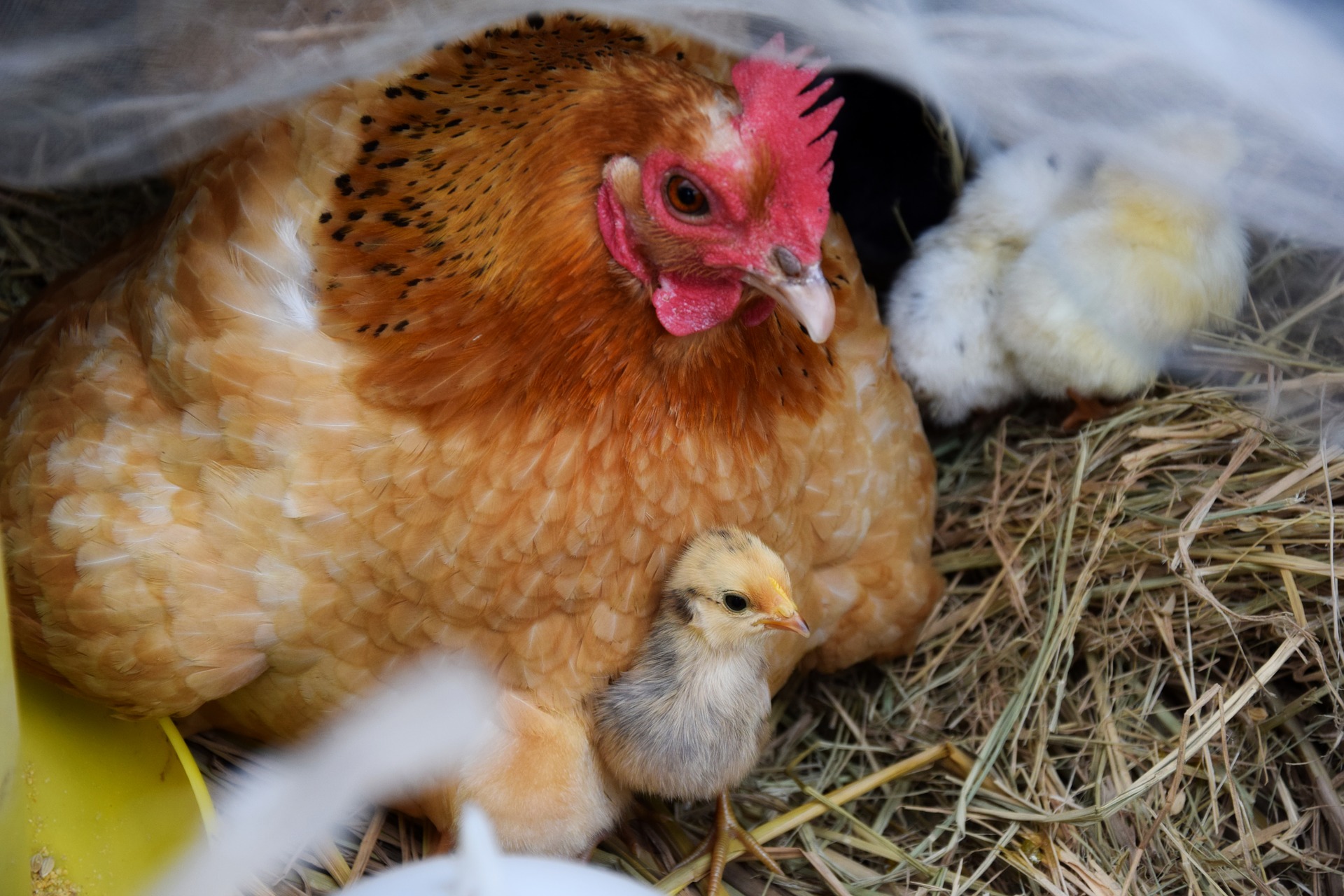 How to Raise Baby Chicks in Winter & Why You Would Want To!