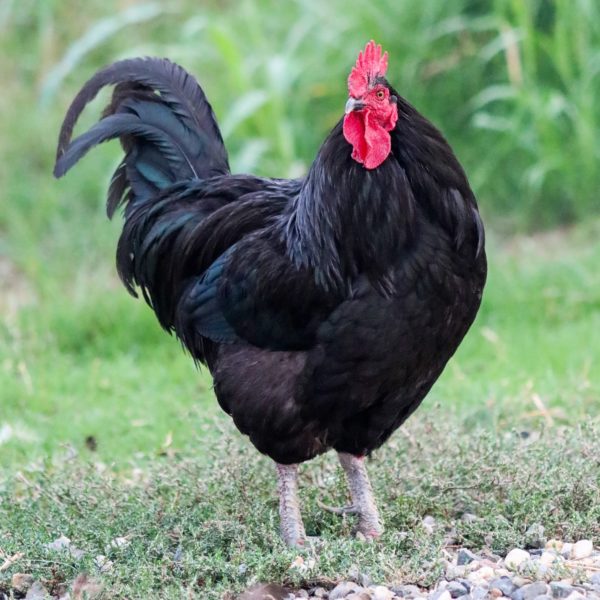 Chicken Feather Colors 101 - Star Milling Co.