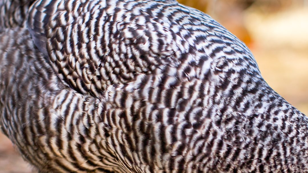 Chicken Feather Colors 101 - Star Milling Co.