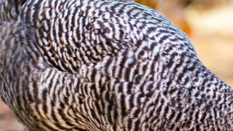 Chicken Feather Colors 101 | Star Milling Co. Guide