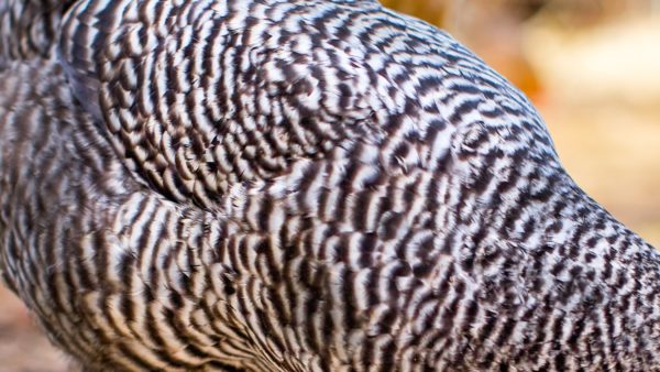 Chicken Feather Colors 101 - Star Milling Co.