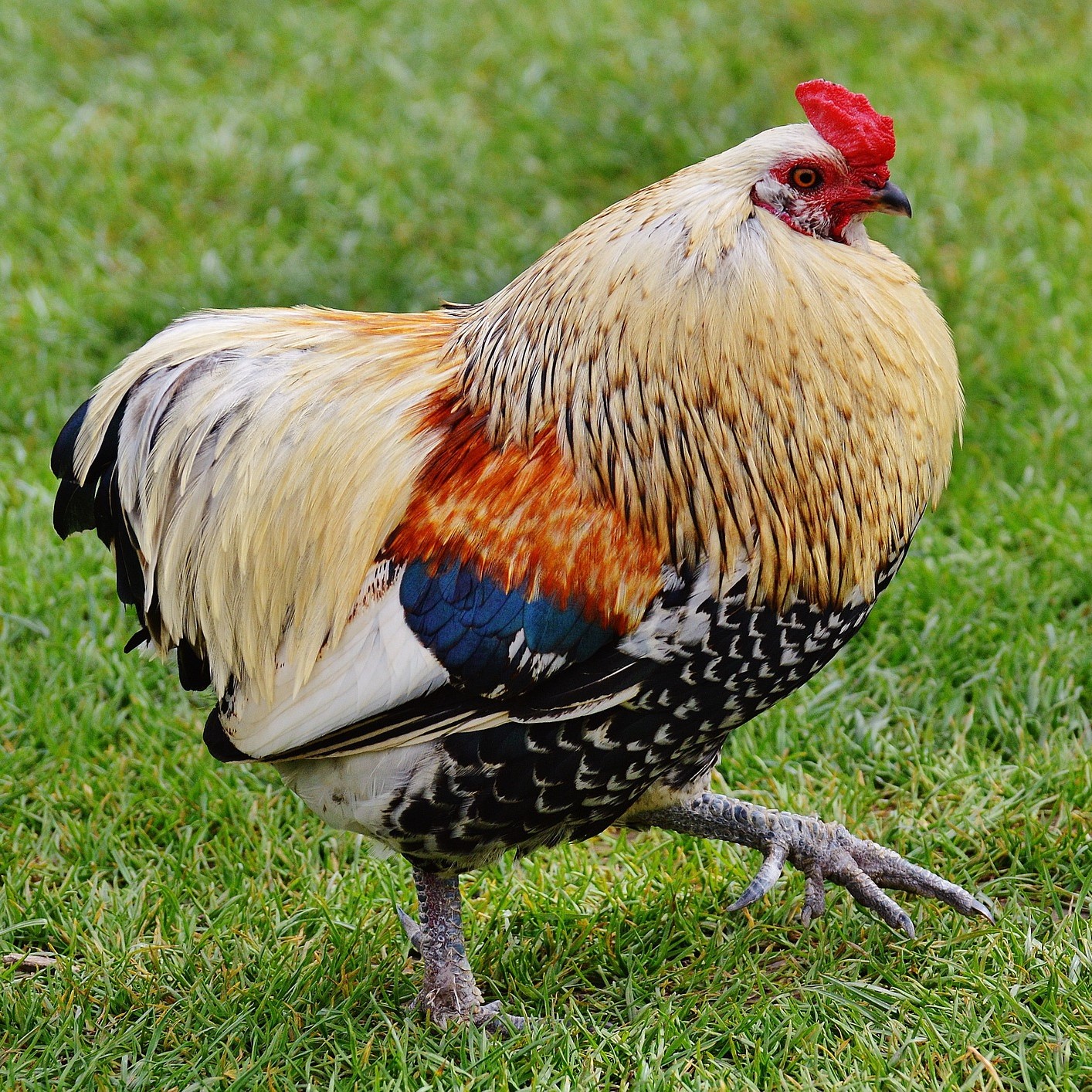Chicken Feather Colors 101 - Star Milling Co.
