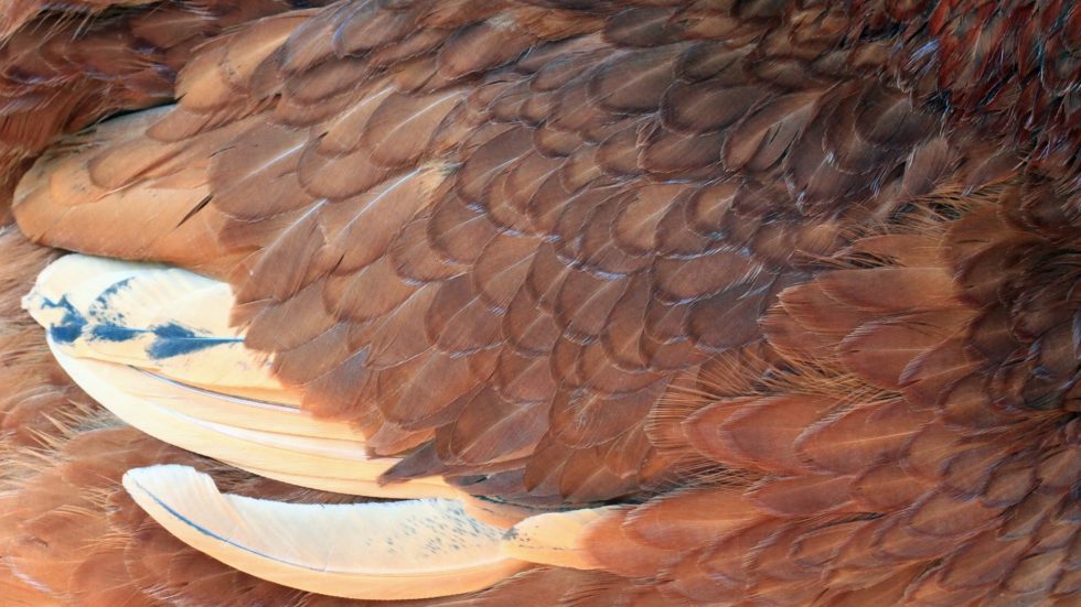 Chicken Feather Colors 101 | Star Milling Co. Guide