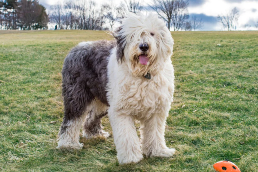 Best Dog Breeds to Guard Your Flock- Star Milling Co.