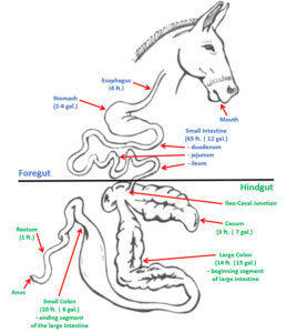 Horse Digestive System Overview | Star Milling Co.