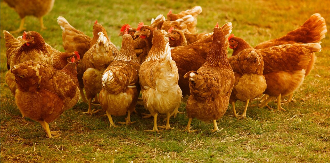 Do's & Don'ts for Feeding Layer Hens - Star Milling Co.