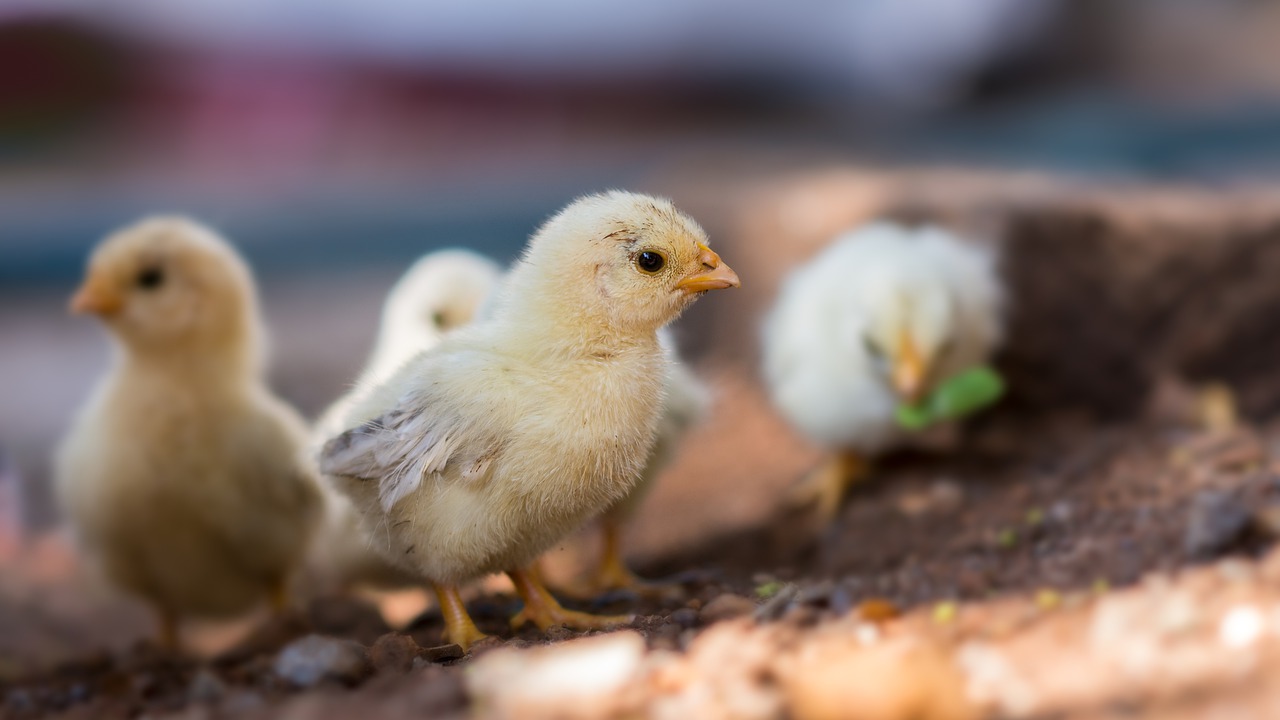 Five Simple Tips for Thriving Chicks | Star Milling Co.