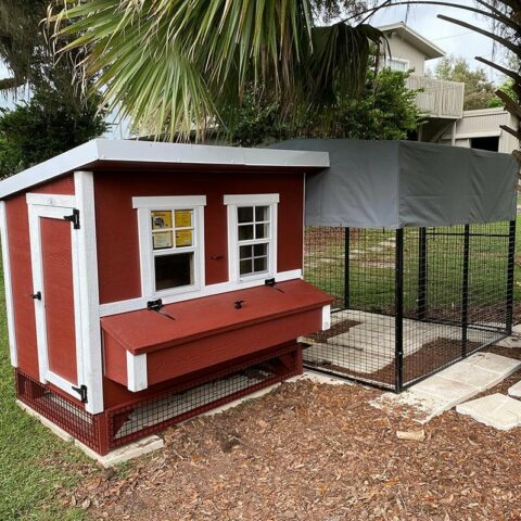 Protecting Your Chickens From Overheating | Star Milling Co.