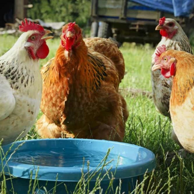 Protecting Your Chickens From Overheating | Star Milling Co.