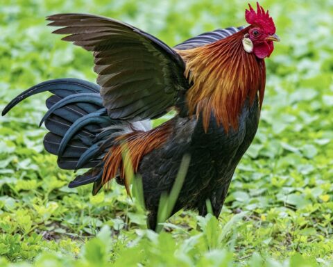 Chicken Feather Colors 101 | Star Milling Co. Guide