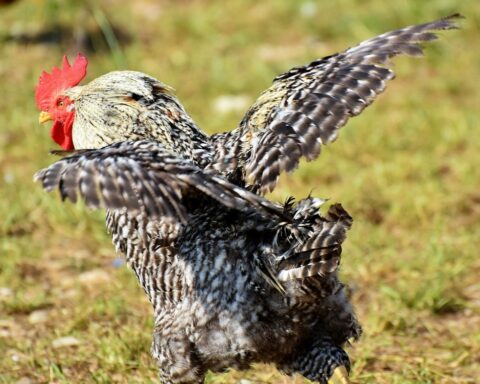 Chicken Feather Colors 101 | Star Milling Co. Guide