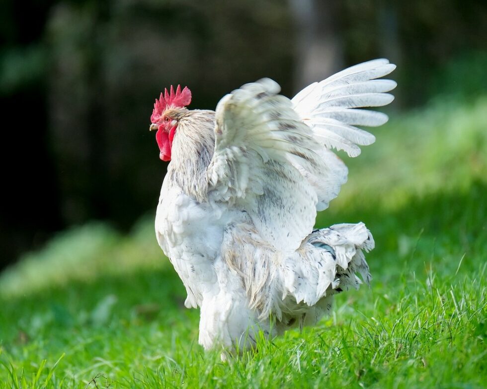 Chicken Feather Colors 101 | Star Milling Co. Guide