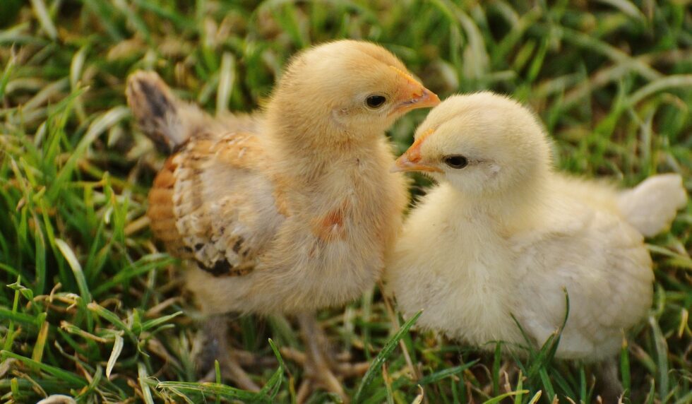 How to Tell If a Chick is a Girl or Boy | Star Milling Co.
