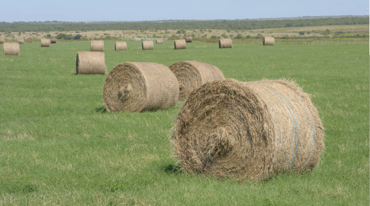 Bermuda Grass Hay and Colic in Horses