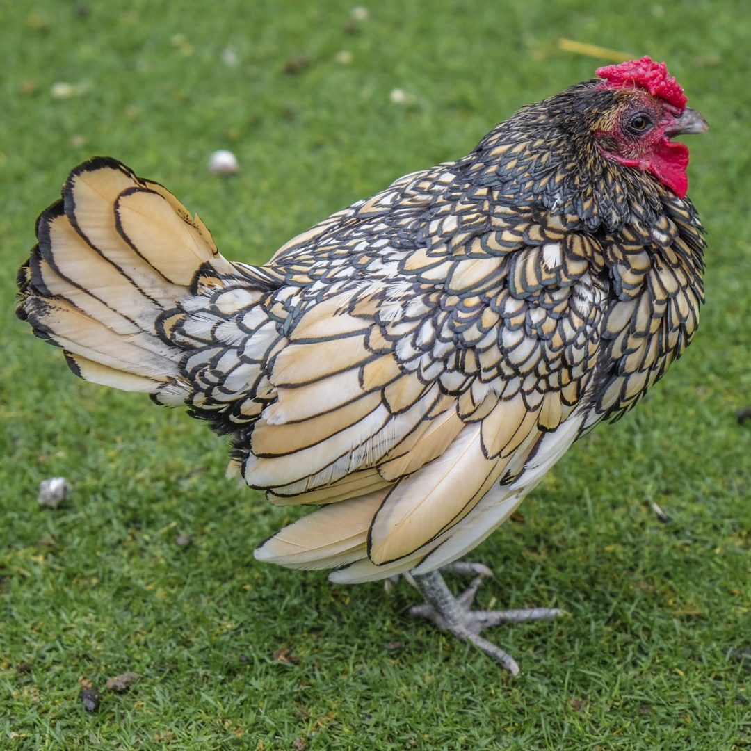 Chicken Colors: A Complete Guide to Breeds & Patterns