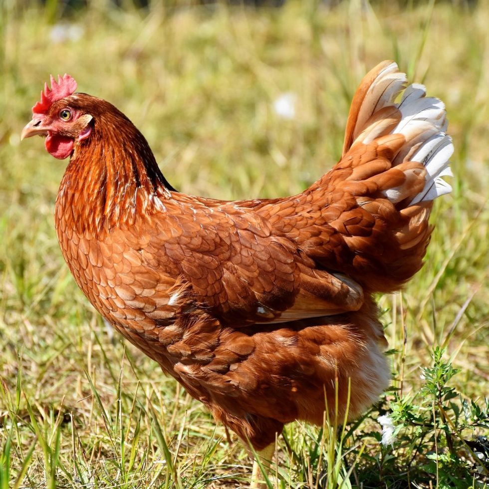 Chicken Colors: A Complete Guide to Breeds & Patterns