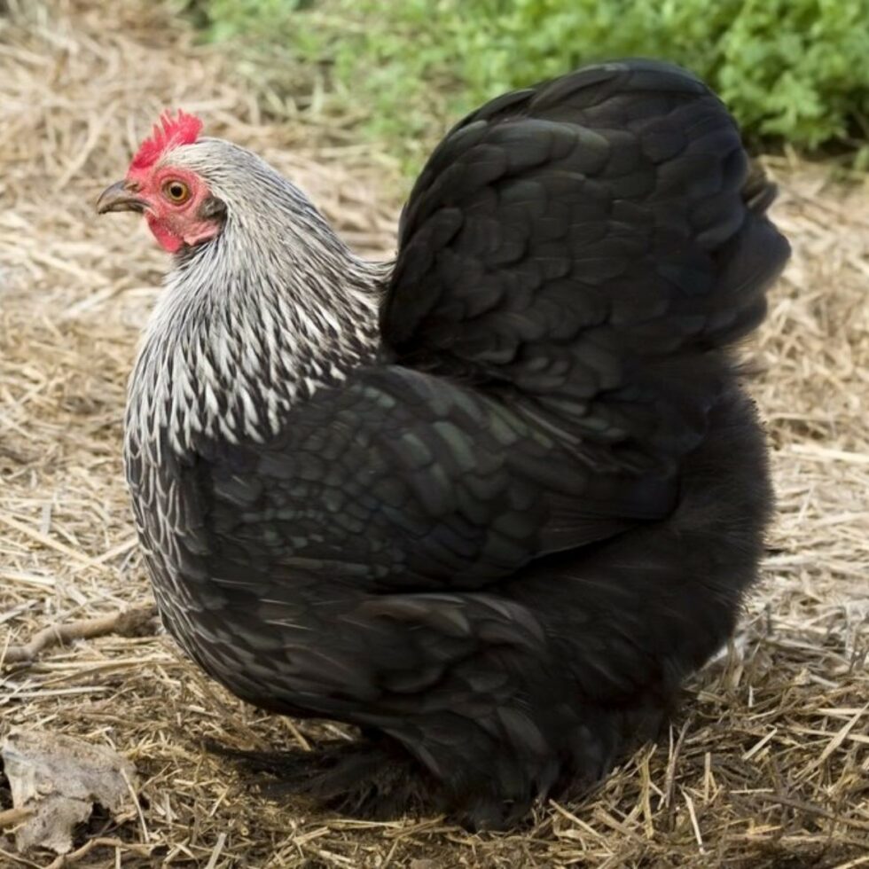 Chicken Colors: A Complete Guide to Breeds & Patterns
