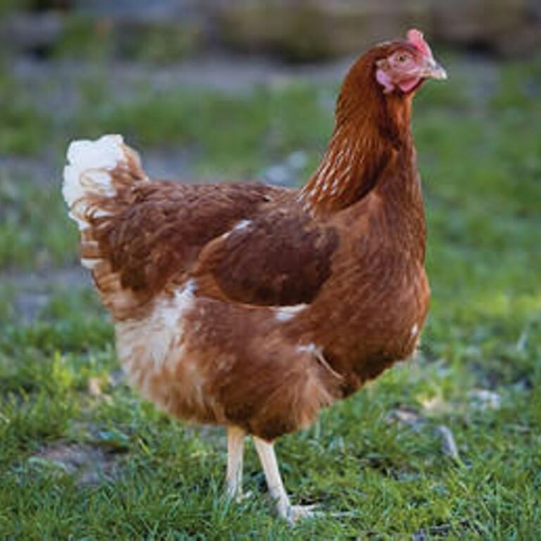 Chicken Colors: A Complete Guide to Breeds & Patterns